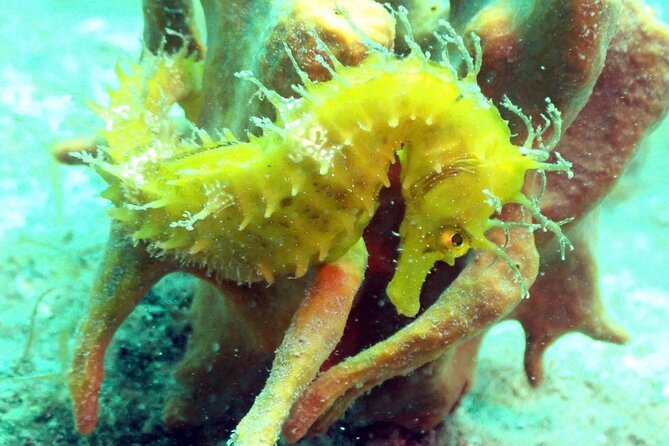 Pula Discover Scuba Diving Package - Highlights of the Experience