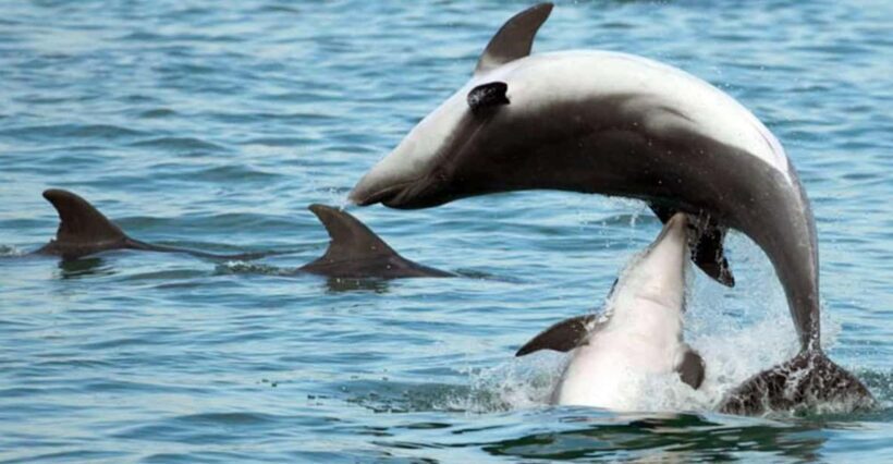 Pula Dolphin Watching Boat Trip - Why Choose the Pula Dolphin Watching Boat Trip?