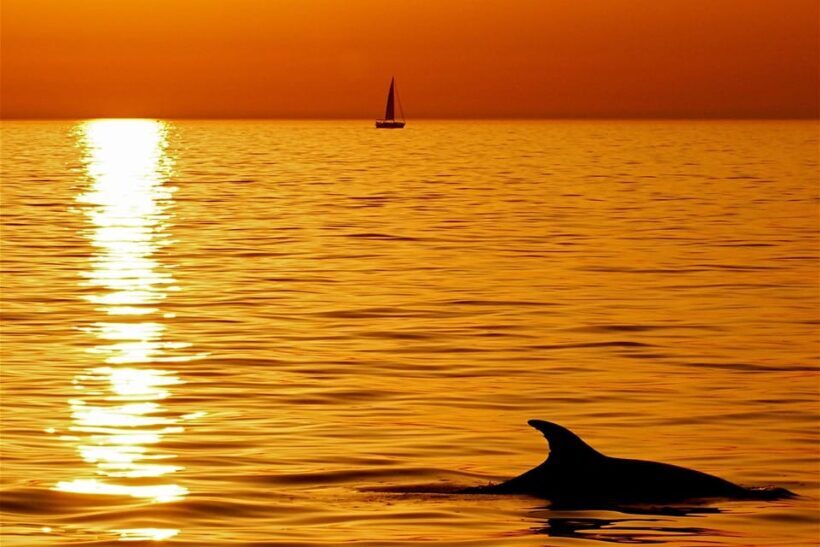 Pula Dolphin Watching Boat Trip - What We Like About This Tour