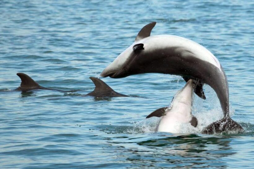 Pula Dolphin Watching Boat Trip - FAQ