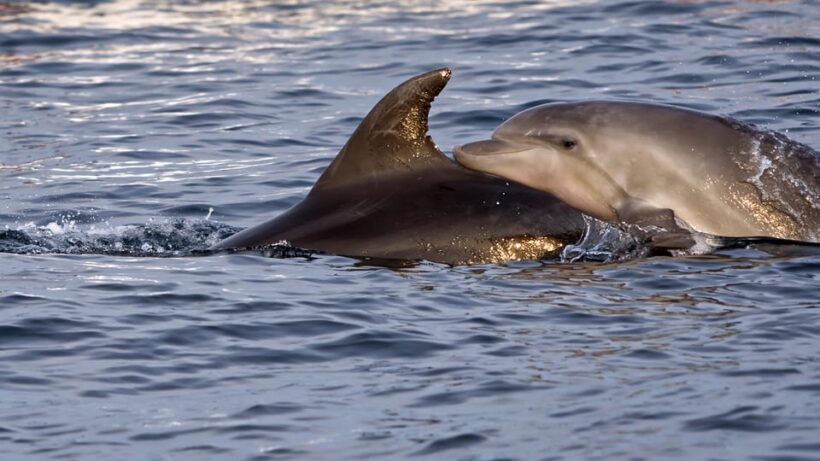 Pula Dolphin Watching Boat Trip - Final Thoughts