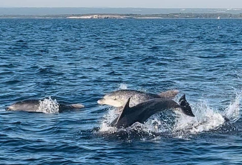 Pula: Dolphin-Watching Cruise at Sunset with Dinner & Drinks - Key Points