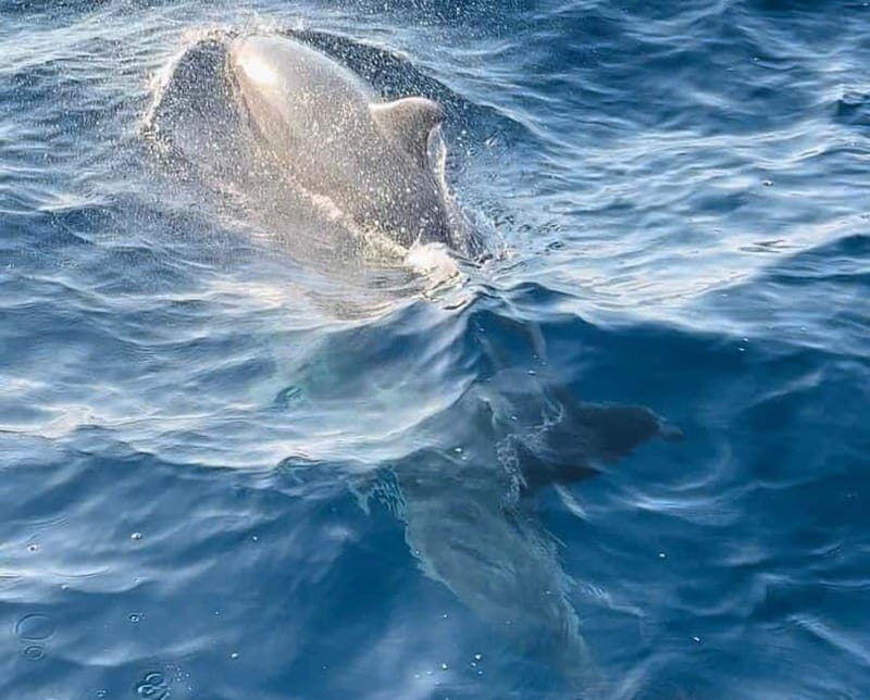 Pula: Dolphin-Watching Cruise at Sunset with Dinner & Drinks - A Closer Look at the Dolphin-Watching Sunset Cruise