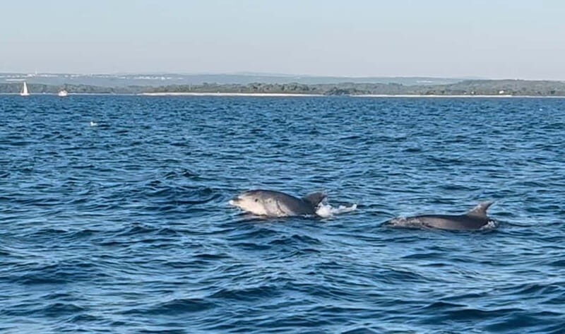 Pula: Dolphin-Watching Cruise at Sunset with Dinner & Drinks - The Sum Up