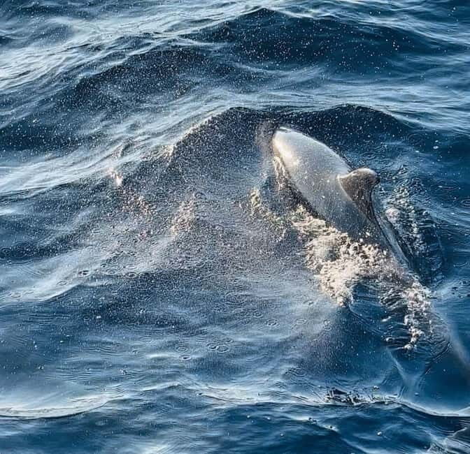 Pula: Dolphin-Watching Cruise at Sunset with Dinner & Drinks - FAQ
