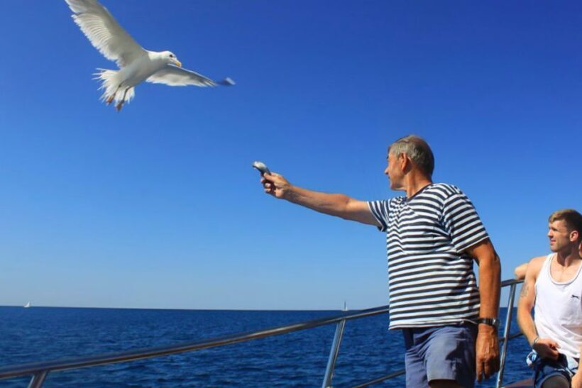 Pula: Dolphin Watching Sunset Cruise with Dinner & Drinks - Key Points