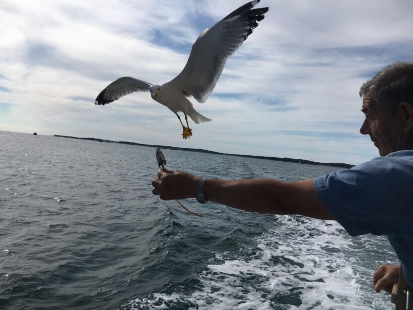 Pula: Dolphin Watching Sunset Cruise with Dinner & Drinks - An In-Depth Look at the Pula Sunset Dolphin Cruise