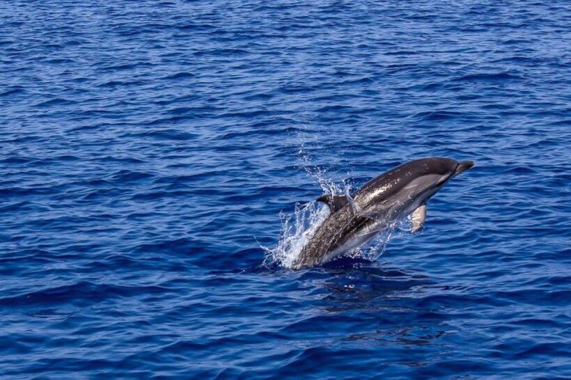 Pula: Dolphin Watching Sunset Cruise with Dinner & Drinks - Authentic Experiences and Real Guest Feedback