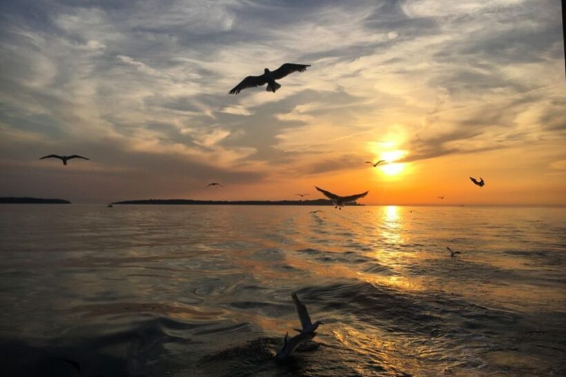 Pula: Dolphin Watching Sunset Cruise with Dinner & Drinks - The Sum Up