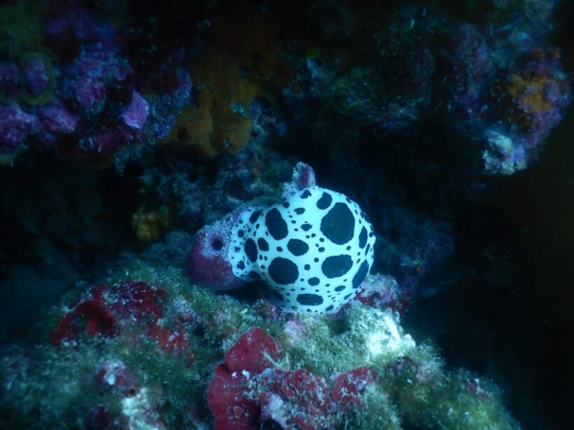 Pula: Introduction to Scuba Diving for Kids (age 8-10) - The Sum Up: Is It Worth It?