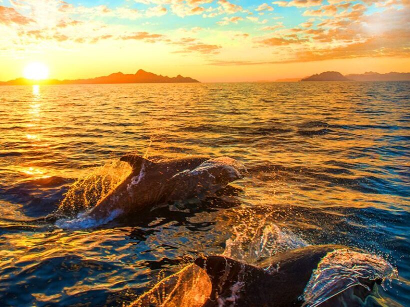 Pula: National Park Brijuni Dolphin Cruise with Dinner - Introduction