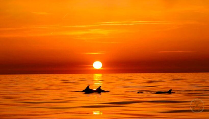 Pula: National Park Brijuni Dolphin Cruise with Dinner - Key Points
