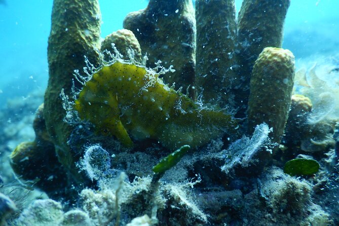 Pula PRIVATE Discover Scuba Diving - Why This Tour Stands Out