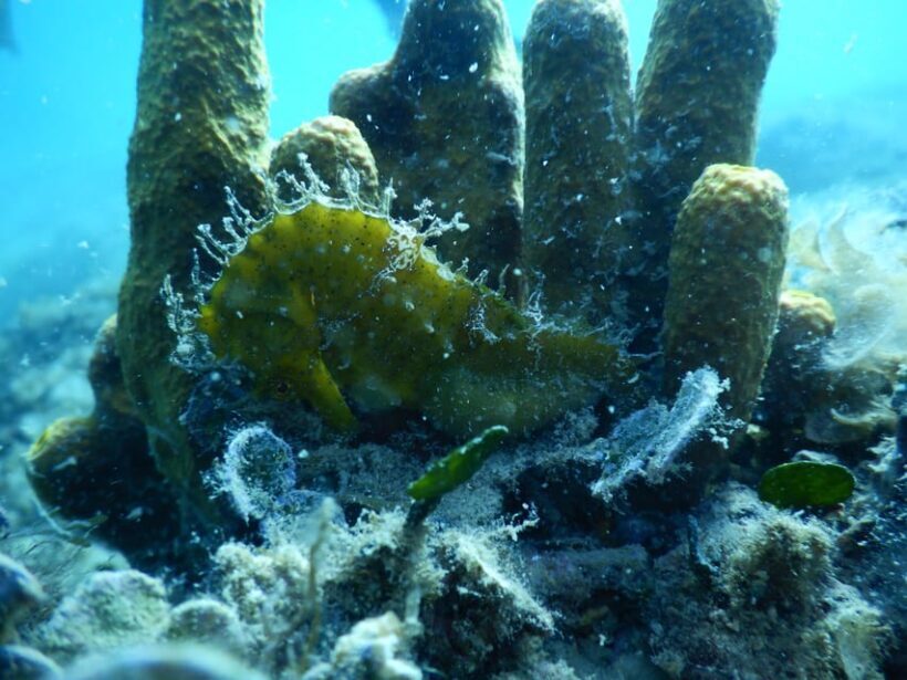 Pula: Private Introduction to Scuba Diving - Authentic Feedback from Participants