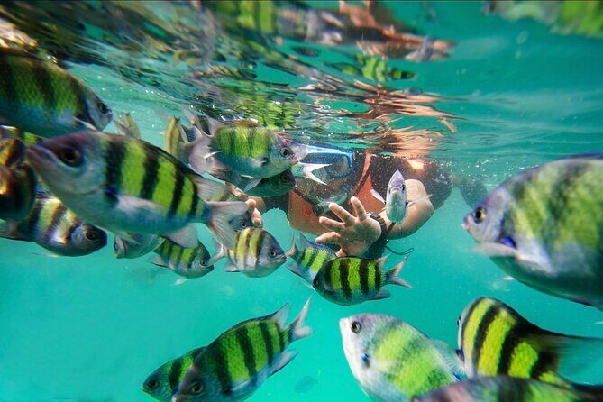 Pulau Payar Snorkeling Tour in Langkawi - Key Points