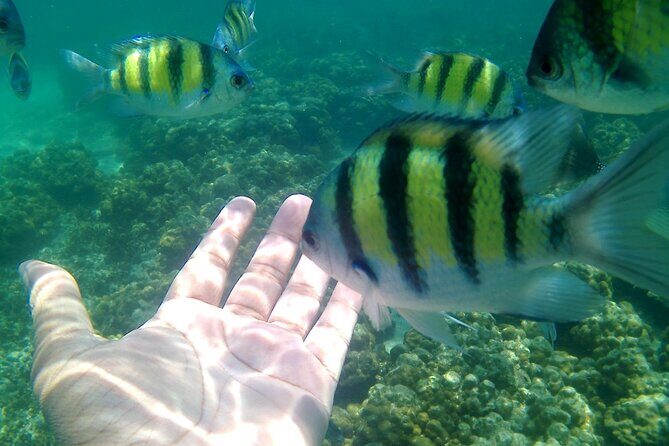 Pulau Payar Snorkeling Tour in Langkawi - Exploring the Pulau Payar Snorkeling Experience
