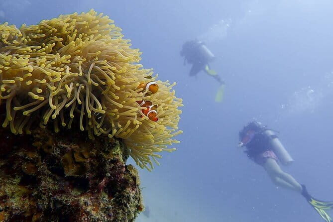Pulau Perhentian Diving for Beginners - Who Should Consider This Tour