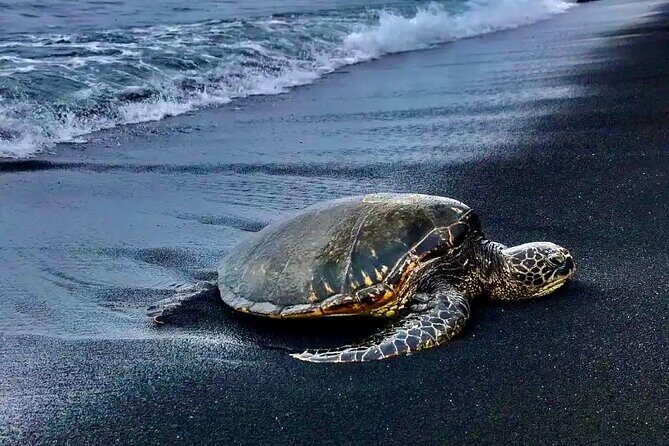 Punaluu Black Sand Beach Tour - Volcanoes National Park & Hilo - What Travelers Are Saying