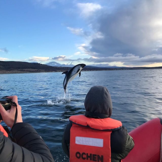 Punta Arenas: Dolphin & Wildlife Watching - Wildlife and Bird Watching