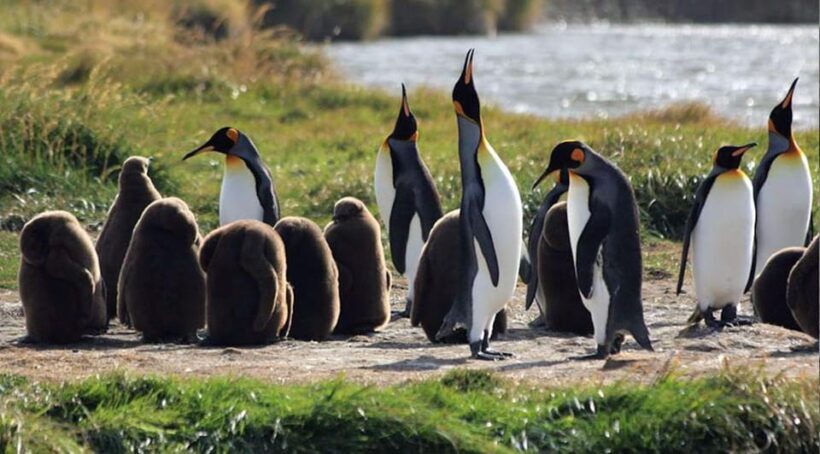 Punta Arenas: King Penguin Park and Tierra del Fuego Trip - Key Points