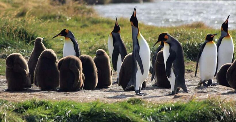 Punta Arenas: King Penguin Park and Tierra del Fuego Trip - Transportation and Logistics: What Travelers Need to Know