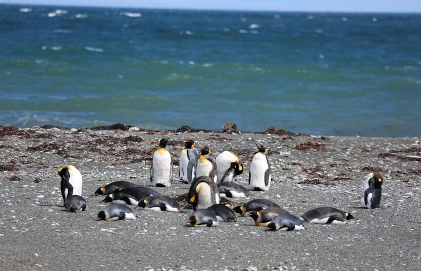 Punta Arenas: King Penguin Park and Tierra del Fuego Trip - Final Thoughts: Is This Tour Worth It?
