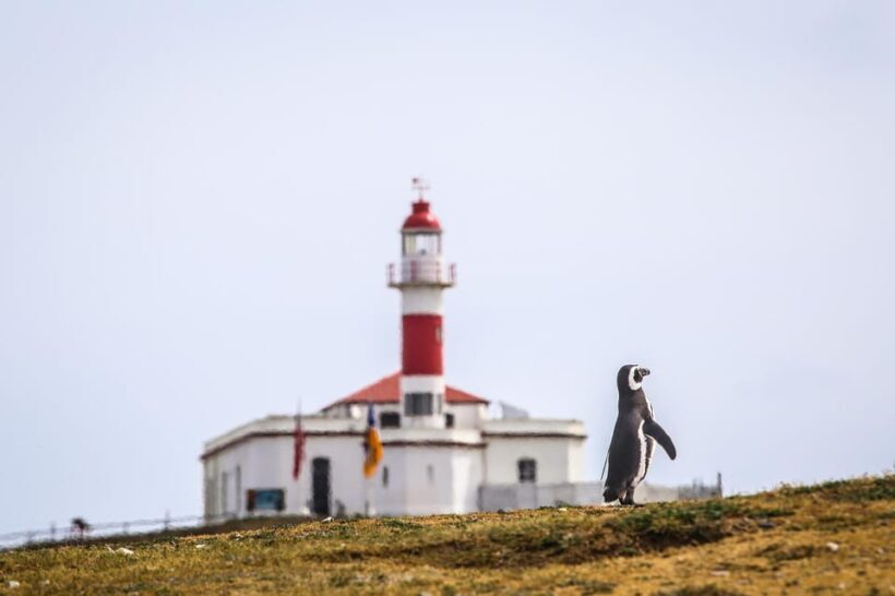 Punta Arenas: Magdalena Island Navigation & Penguin Walk - The Experience in Detail