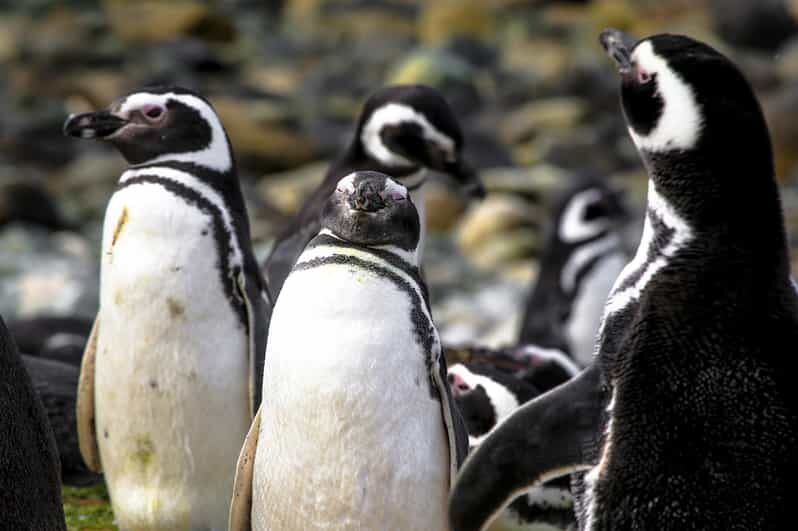 Punta Arenas: Magdalena Island Navigation & Penguin Walk - Who Will Enjoy This Tour?