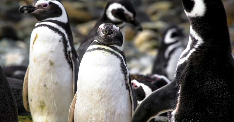 Punta Arenas: Magdalena Island Navigation & Penguin Walk - The Sum Up