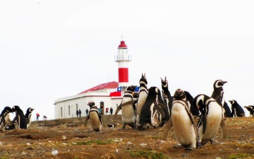 Punta Arenas: Magdalena Island Navigation & Penguin Walk - FAQ