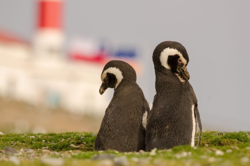 Punta Arenas: Walk with Penguins on Magdalena & Marta Island - Key Points