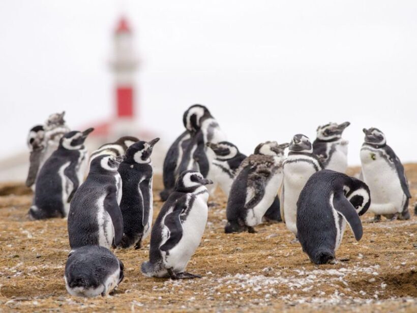 Punta Arenas: Walk with Penguins on Magdalena & Marta Island - What Reviewers Love Most