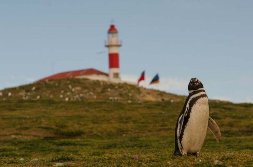 Punta Arenas: Walk with Penguins on Magdalena & Marta Island - Final Thoughts: Is This Tour Right for You?