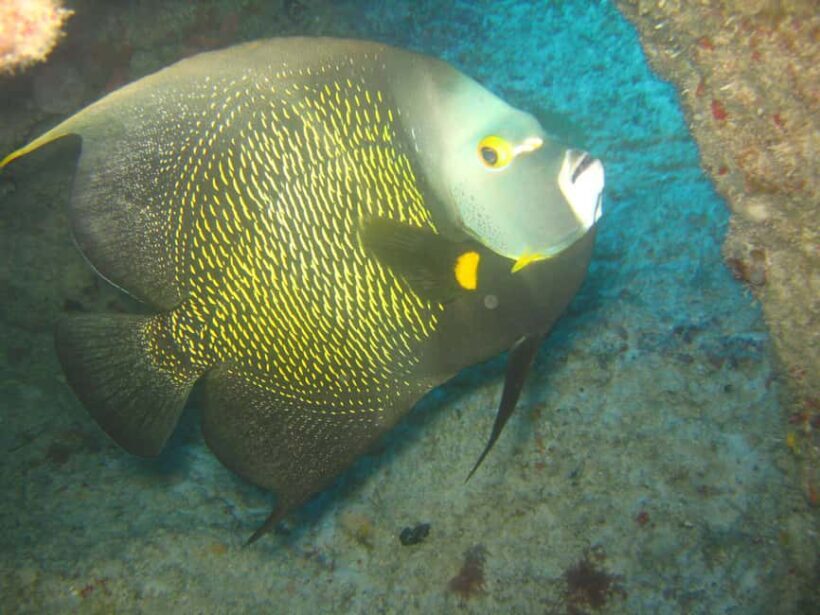 Punta Cana: 2-Tank Dive Trip for Certified Divers - Key Points