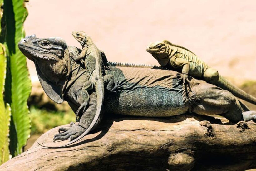 Punta Cana: Anamaya Mountains Walking Tour with Tasting - An In-Depth Look at the Anamaya Mountains Walking Tour