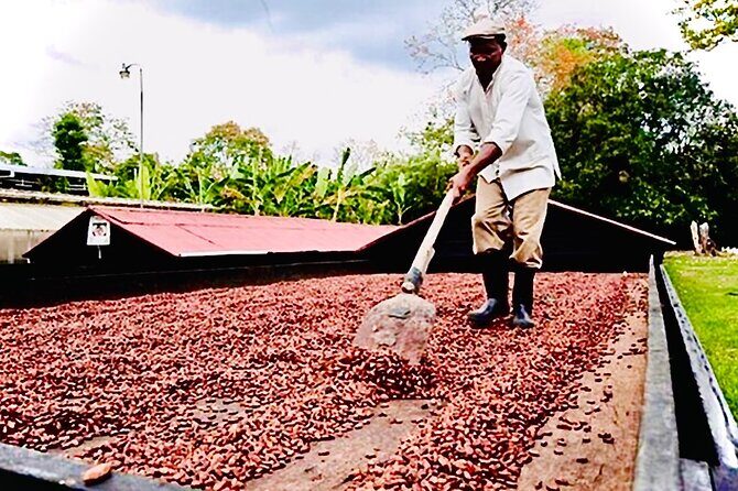 Punta Cana Buggy Adventure - FAQ