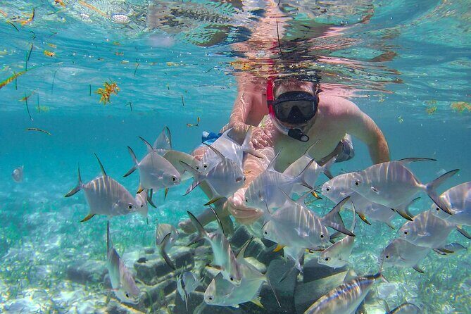 Punta Cana Coral Reef Restoration & Snorkelling Experience - Why This Tour Offers Great Value