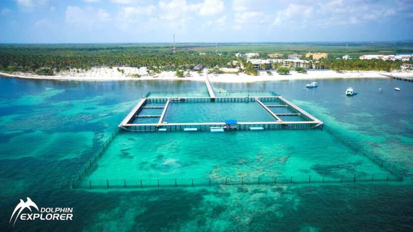 Punta Cana Dolphin Adventure: 40-Minute Interaction - Key Points