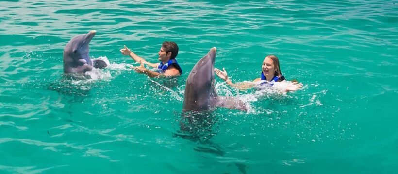 Punta Cana Dolphin Experience: 50 Minutes of Water Fun - What to Expect from the Punta Cana Dolphin Experience
