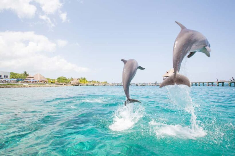 Punta Cana: Dolphin Explorer Swims and Interactions - Authenticity and Animal Welfare