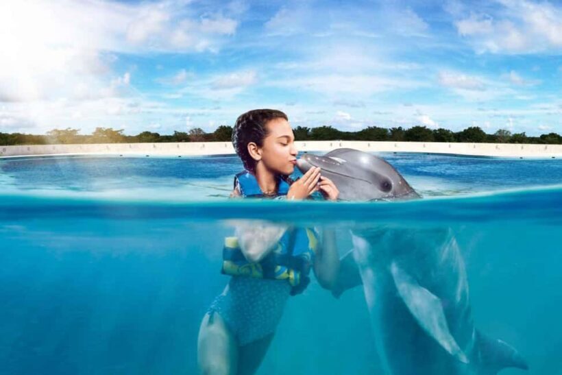 Punta Cana: Dolphin Interaction Experience & Hotel Transfers - Key Points
