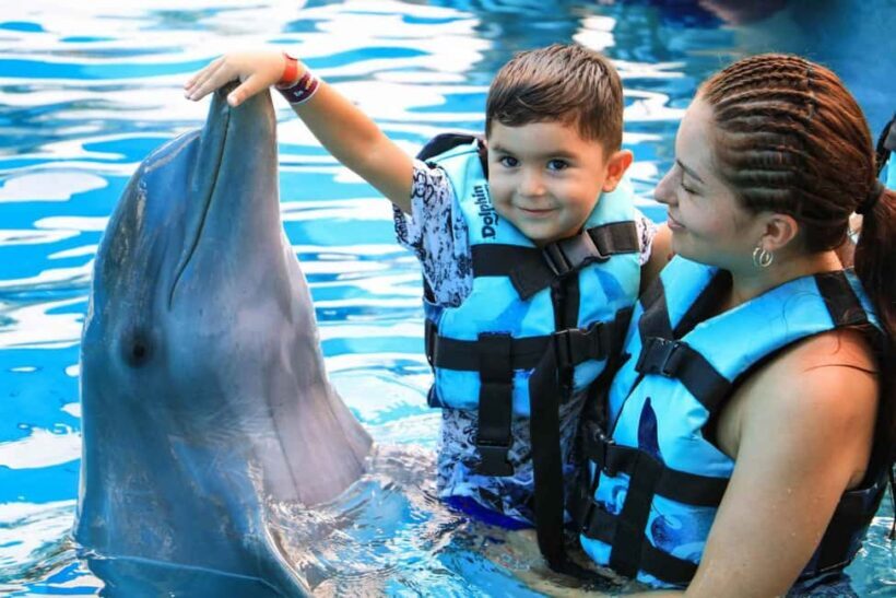 Punta Cana: Dolphin Interaction Experience & Hotel Transfers - An In-Depth Look at the Dolphin Interaction Experience