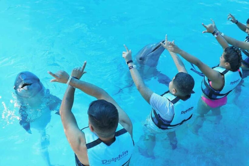 Punta Cana: Dolphin Interaction Experience & Hotel Transfers - Who Should Consider This Tour?