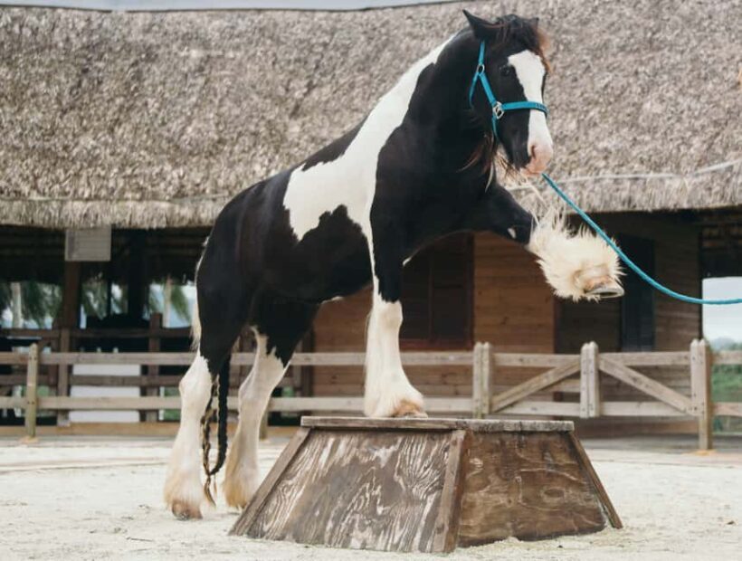 Punta Cana: Eco Park Safari Adventure - FAQ