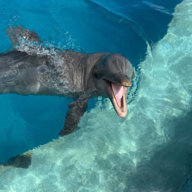 Punta Cana: Enjoy Dolphin Free Hotel Pickup - Is This Tour Worth the Price?