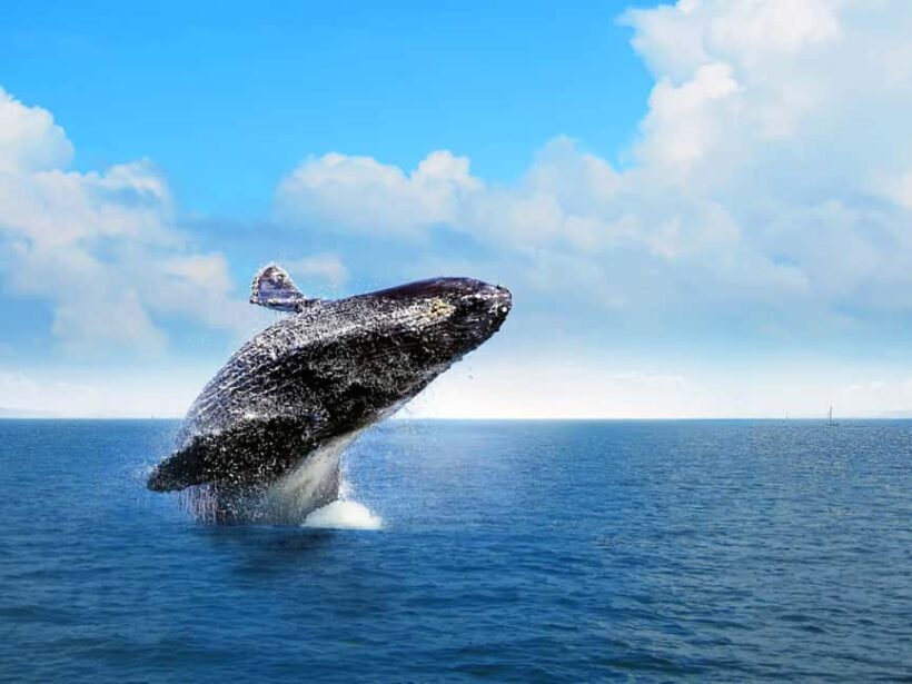 Punta Cana: Excursión a Samaná, Cayo Levantado y El Limón - An In-Depth Look at the Tour Experience