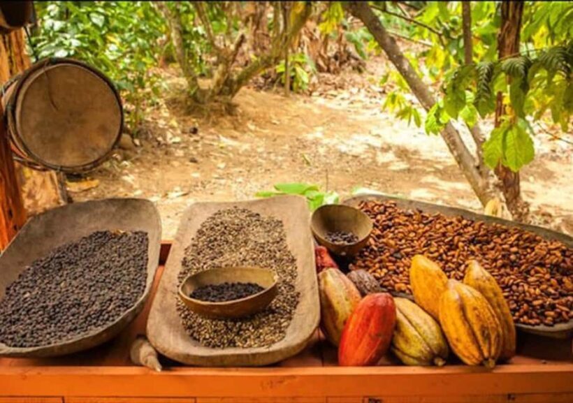 Punta Cana: Half-Day Buggy Tour with PickUp & Macao Beach - Practical Considerations