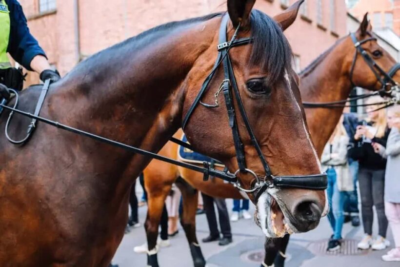 Punta Cana: Higüey Safari Tour with Lunch and Beach Stop - Key Points