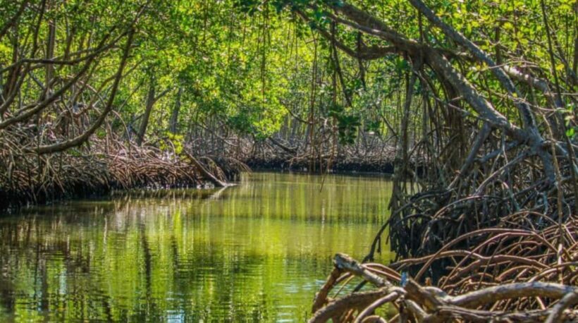 Punta Cana: Los Haitises & Caño Hondo natural pools Tour - Final Thoughts