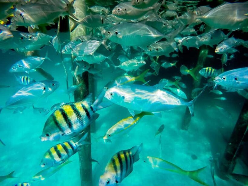 Punta Cana: Marinarium Snorkeling Cruise - An Honest Look at the Marinarium Snorkeling Cruise